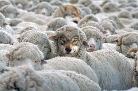 Sheep Amidst Wolves - Logos Sermons