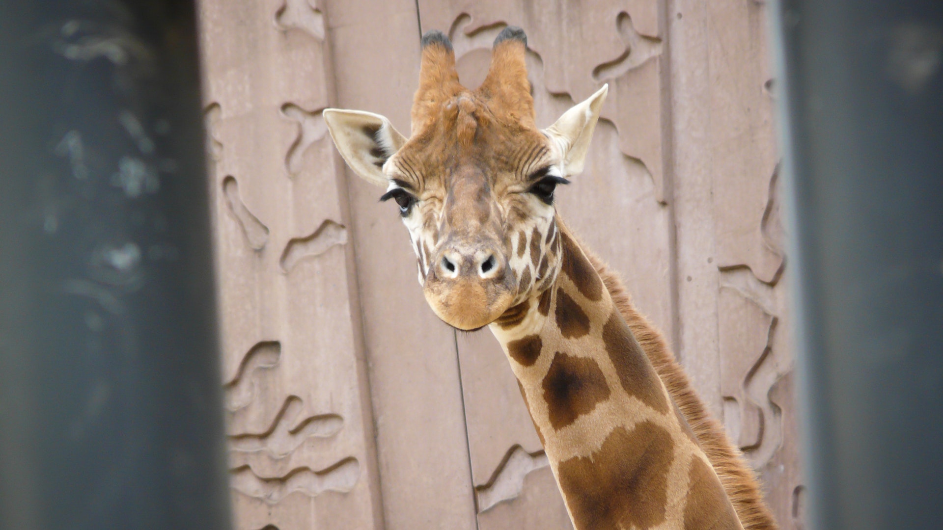 Boy with terminal cancer receives goodbye kiss from giraffe - Logos Sermons
