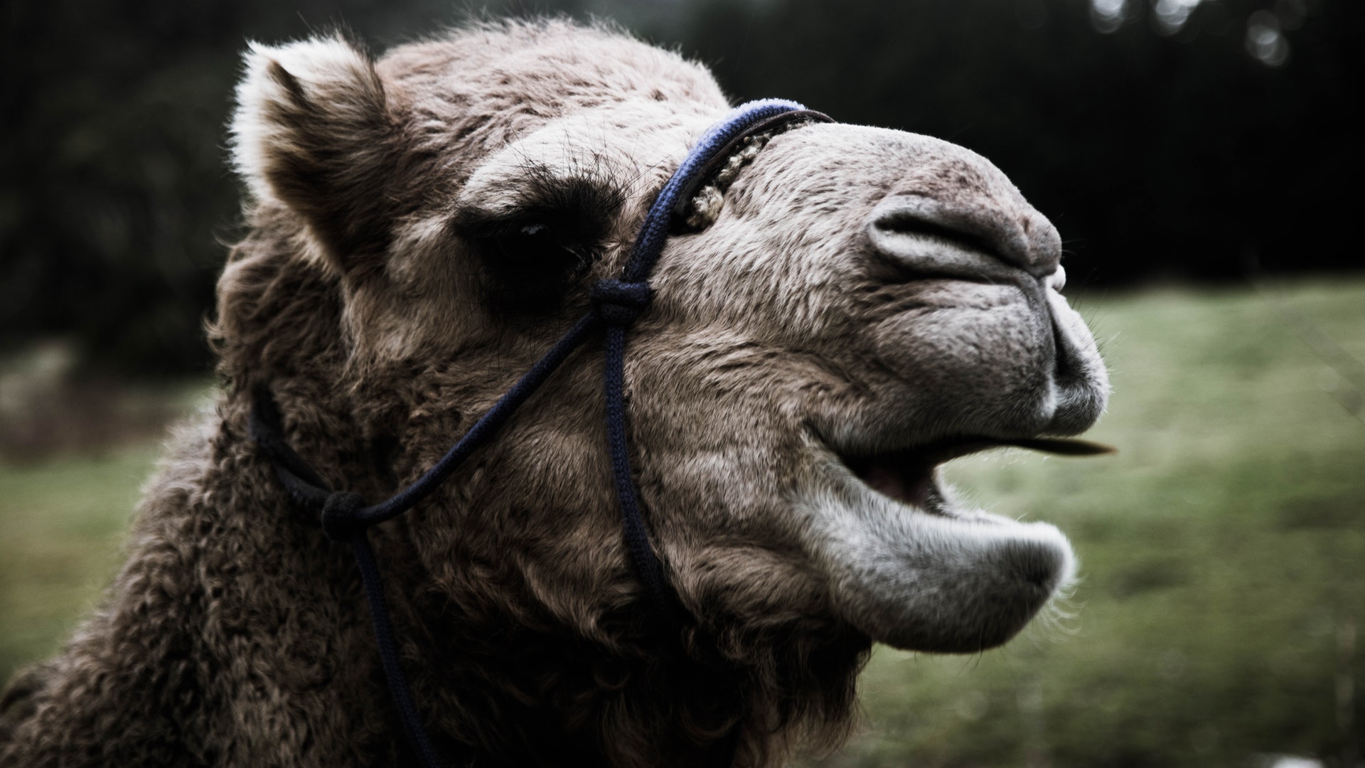 Zoo camel lucky in predicting Super Bowl wins - Logos Sermons