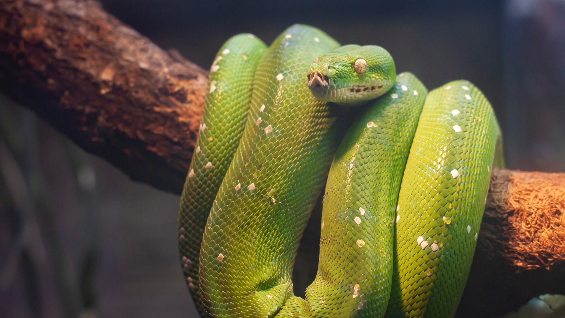 Joseph's story shows that evil intentions can turn to good - Logos Sermons