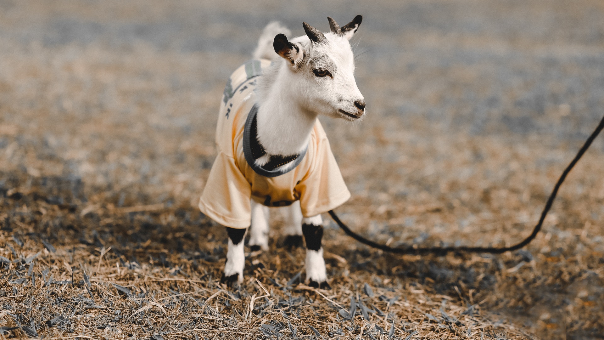 Fans of the late Dale Earnhardt flock to see goat with #3 - Logos Sermons