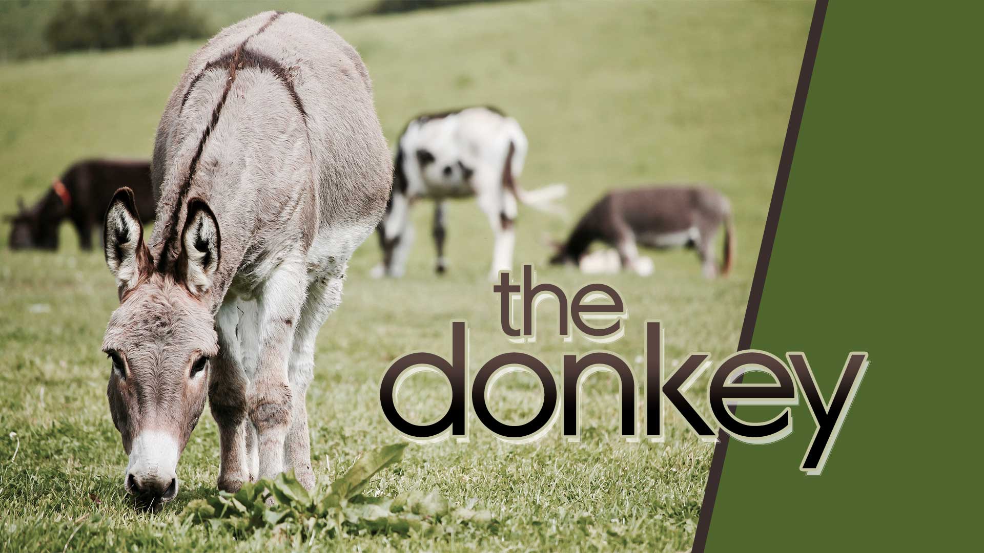 The Donkey - Logos Sermons