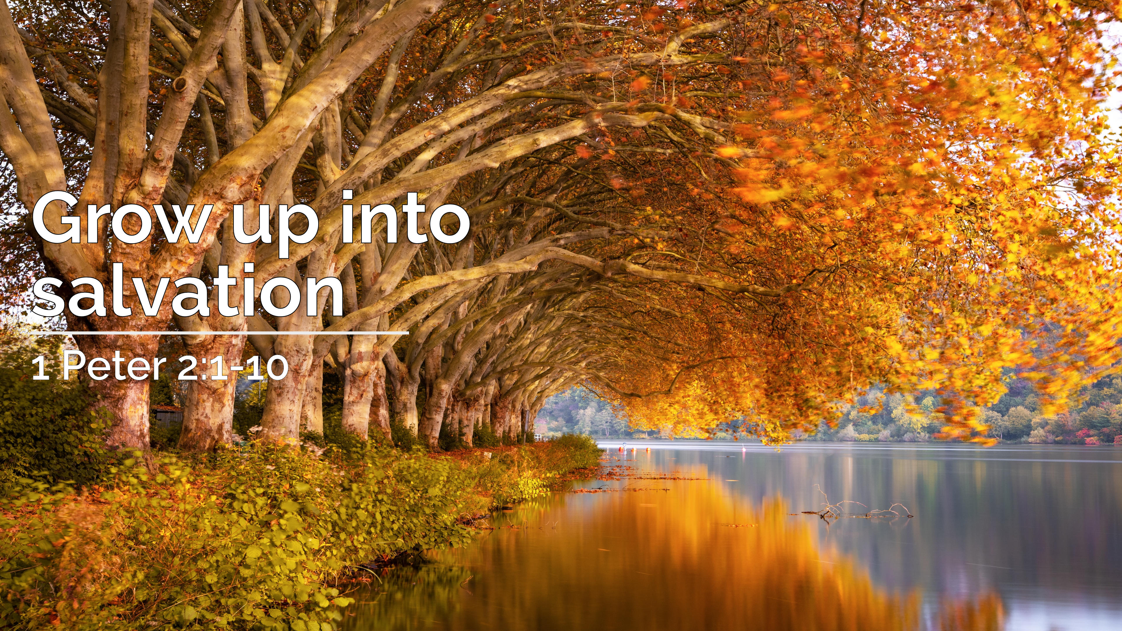 Grow up into salvation | 1 Peter 2:1-10 | 28 June 2020 AM - Logos Sermons Grow up into salvation | 1 Peter 2:1-10 | 28 June 2020 AM - Logos Sermons