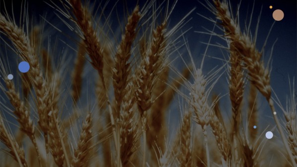 Wheat or chaff? - Logos Sermons