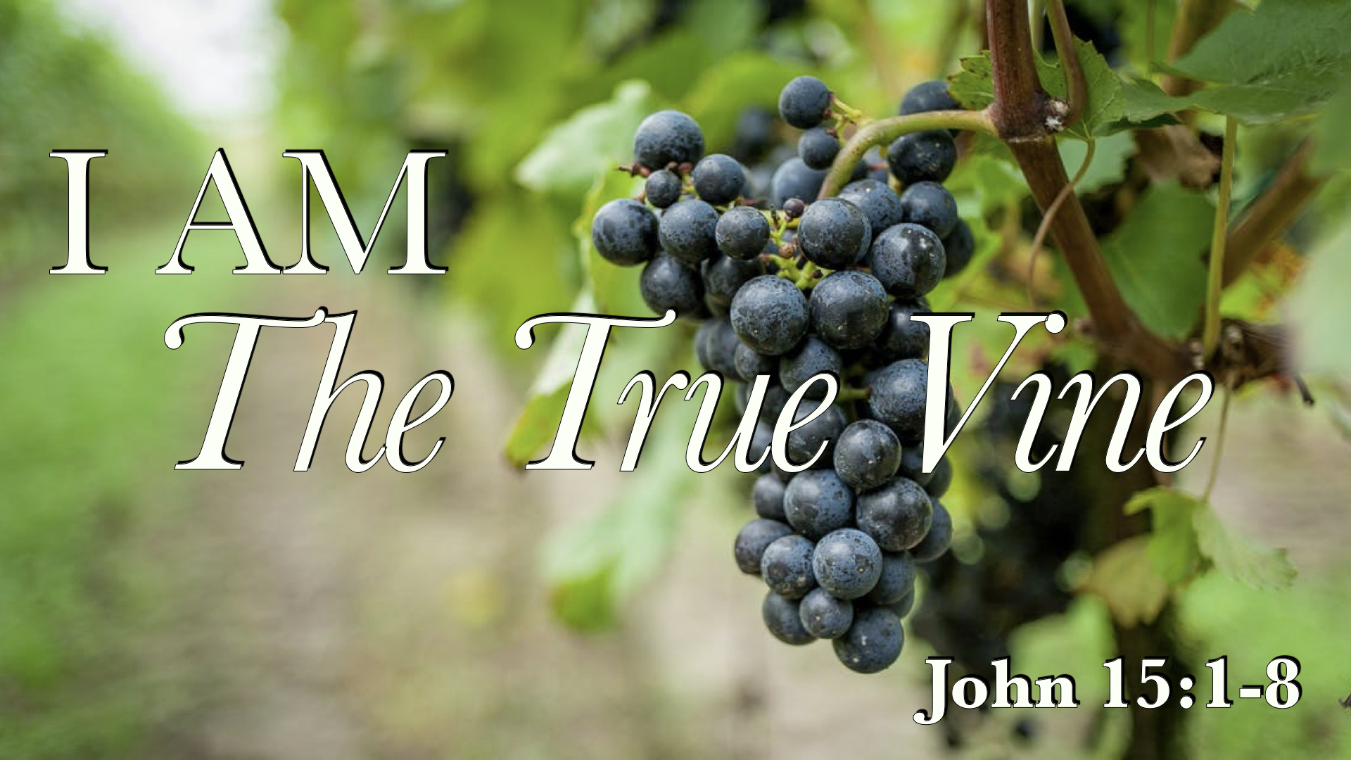 08-15-21 - 7 - I Am the True Vine_2021-08-15 - Logos Sermons