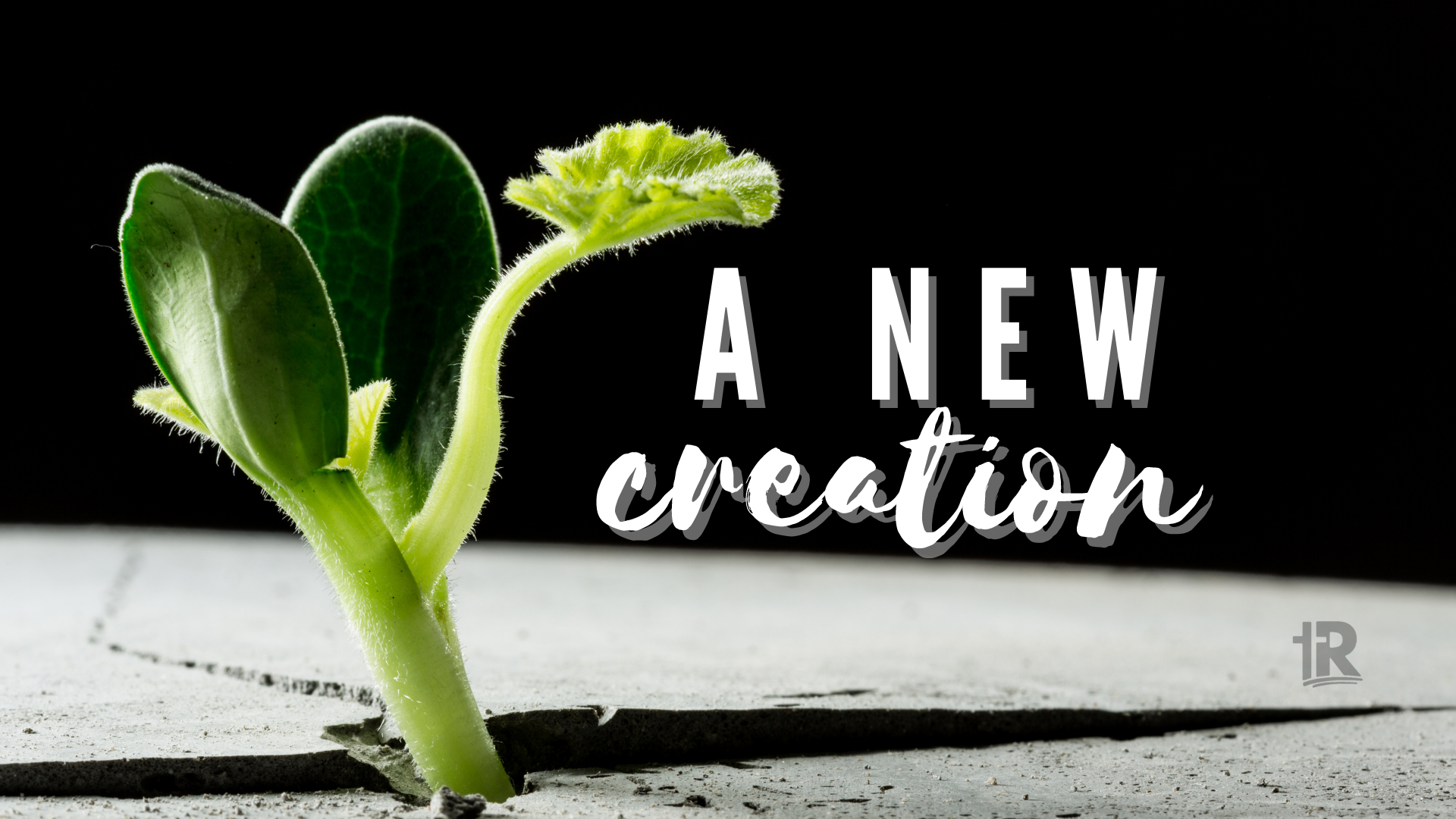 A New Creation - Logos Sermons