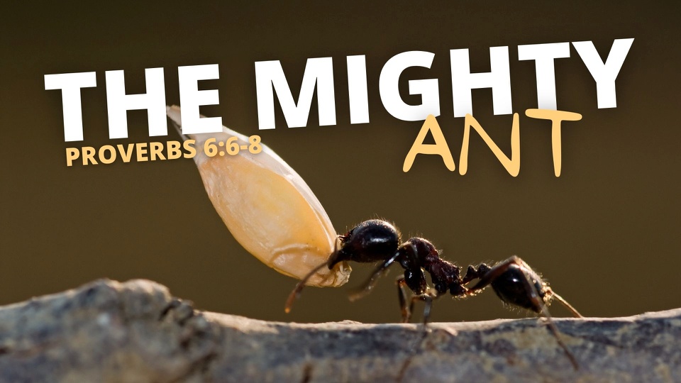 The Mighty Ant - Logos Sermons