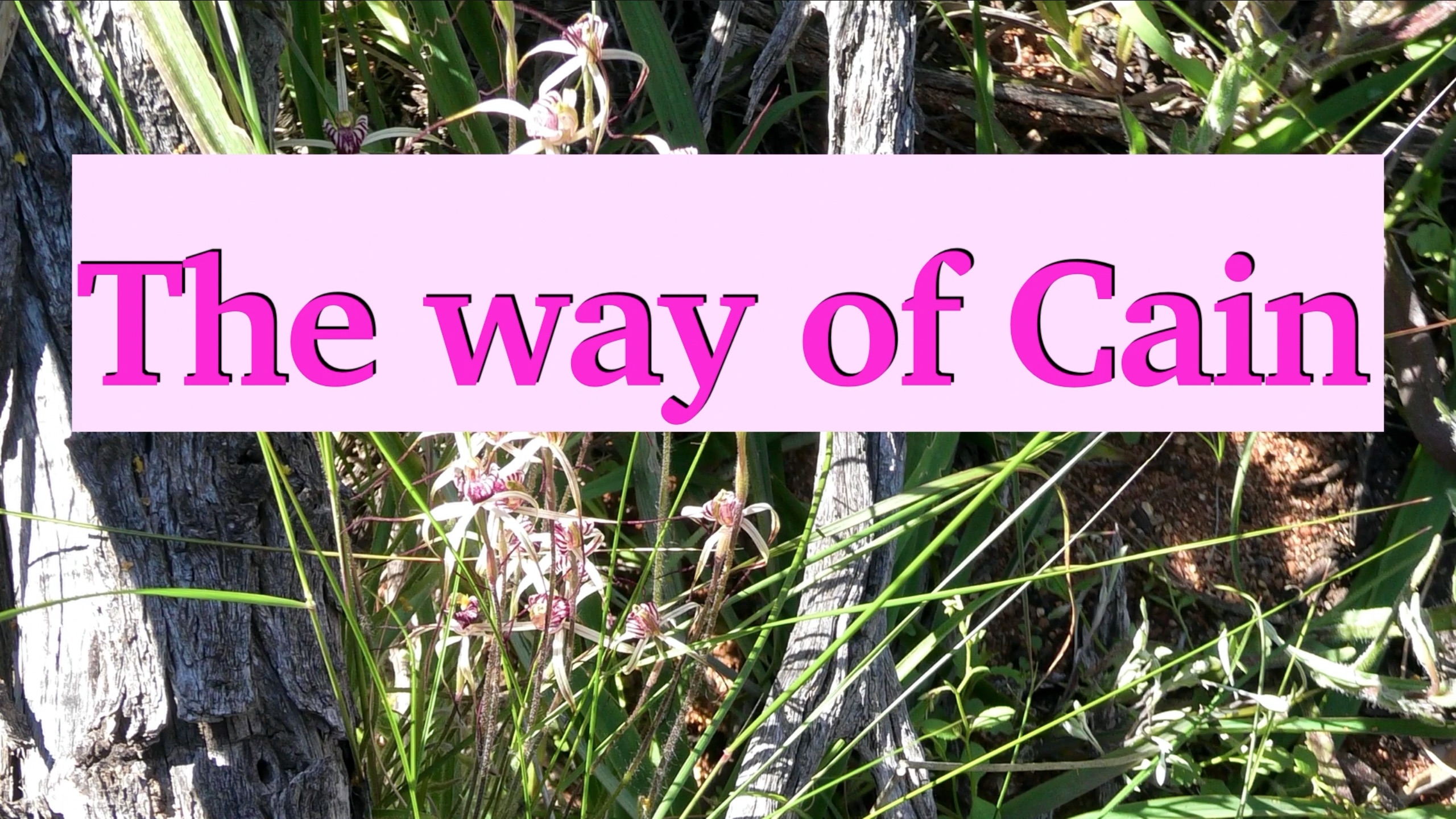 The way of Cain. (128 kbps) - Logos Sermons